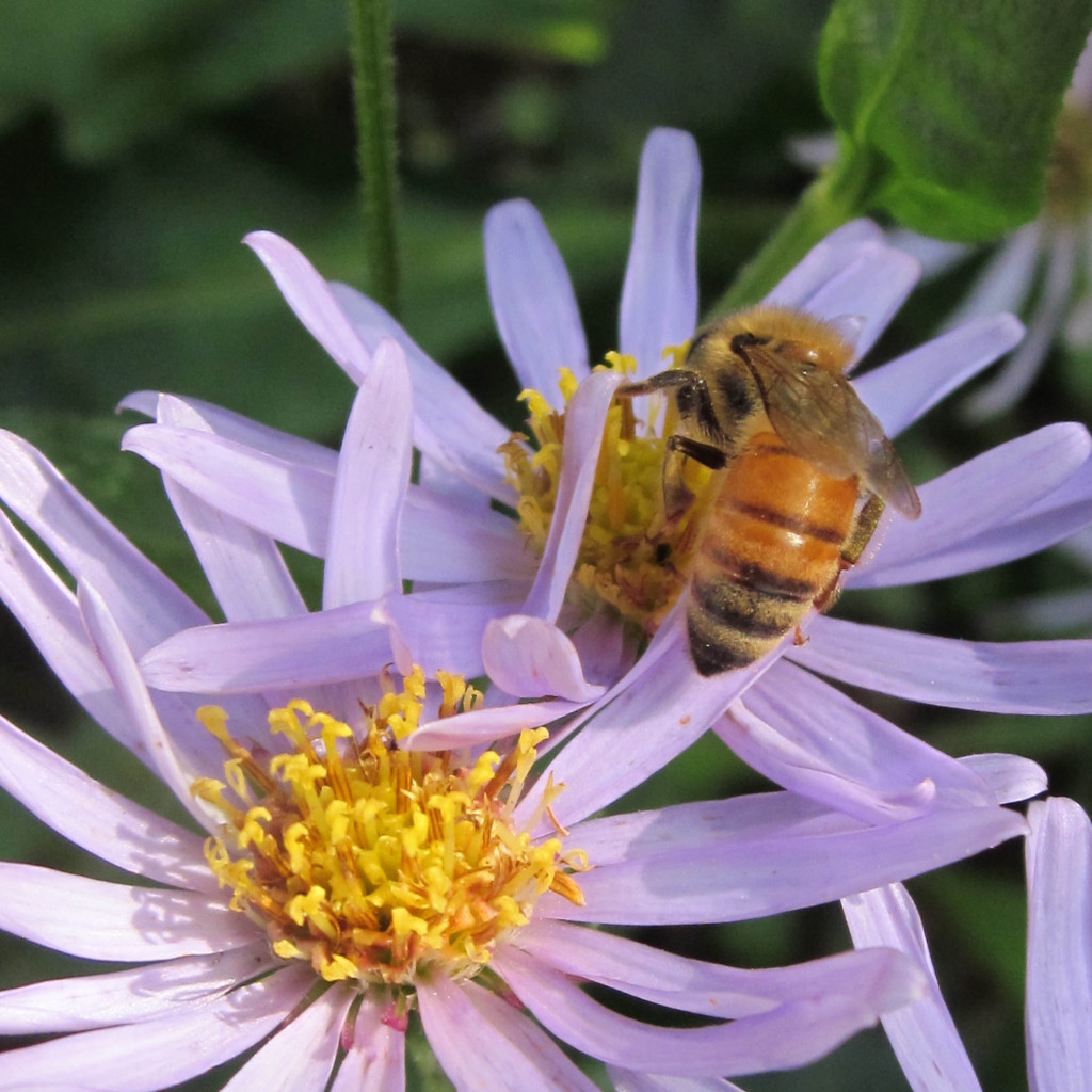 Highland Bee Project - Highland